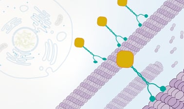 MITx: Cell Biology: The Cytoskeleton and Cell Cycle | edX