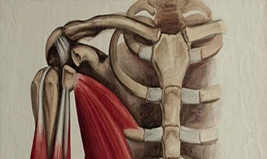 HarvardX: Human Anatomy: Musculoskeletal Cases | edX