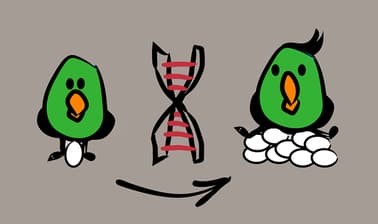 WageningenX: Evaluating Animal Breeding Programmes | edX