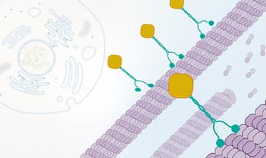 MITx: Cell Biology: The Cytoskeleton and Cell Cycle | edX